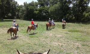 7 Best Farms & Ranches for Horseback Riding Near Austin, TX ...