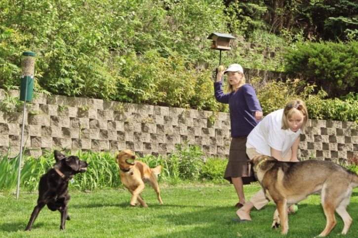 7 Fun Dog-Friendly Places in Chicago | UrbanMatter