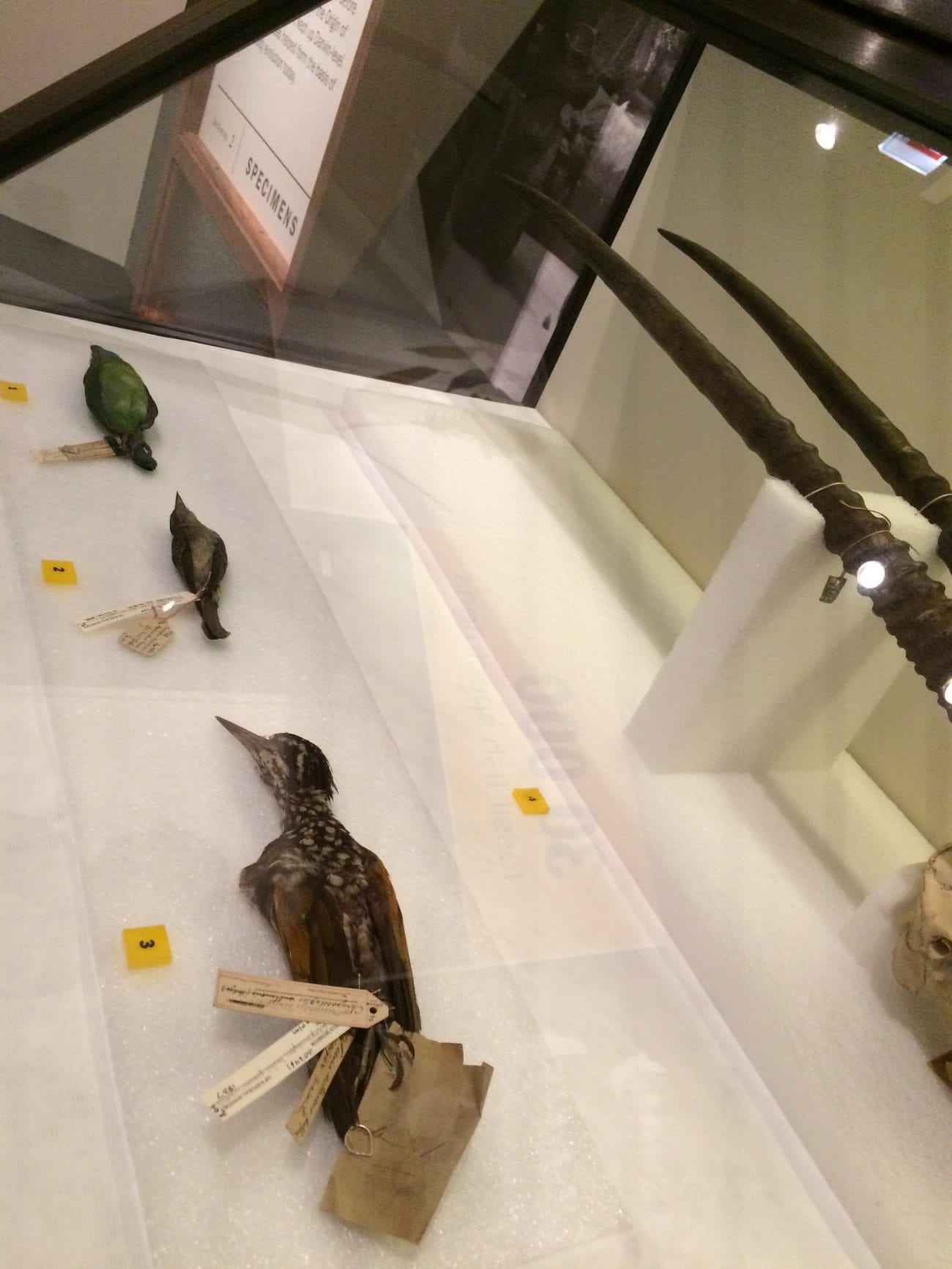The Field Museum's 'Specimens' Exhibit is Full of Wonder | UrbanMatter