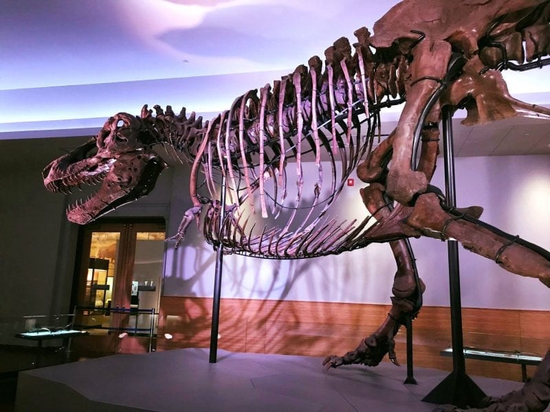 SUE the T. Rex Is Back on Display at the Field Museum