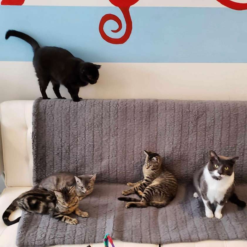 Adopt a Furrever Friend at a Cat Cafe in Chicago | UrbanMatter