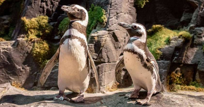 5 Things to Do in Chicago This March | UrbanMatter