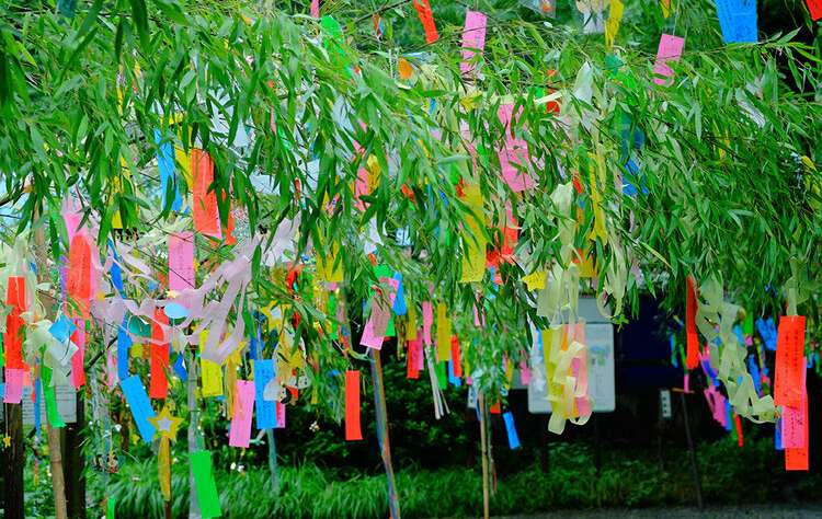 6 Best Forests in Arizona for a Weekend Getaway | UrbanMatter Phoenix