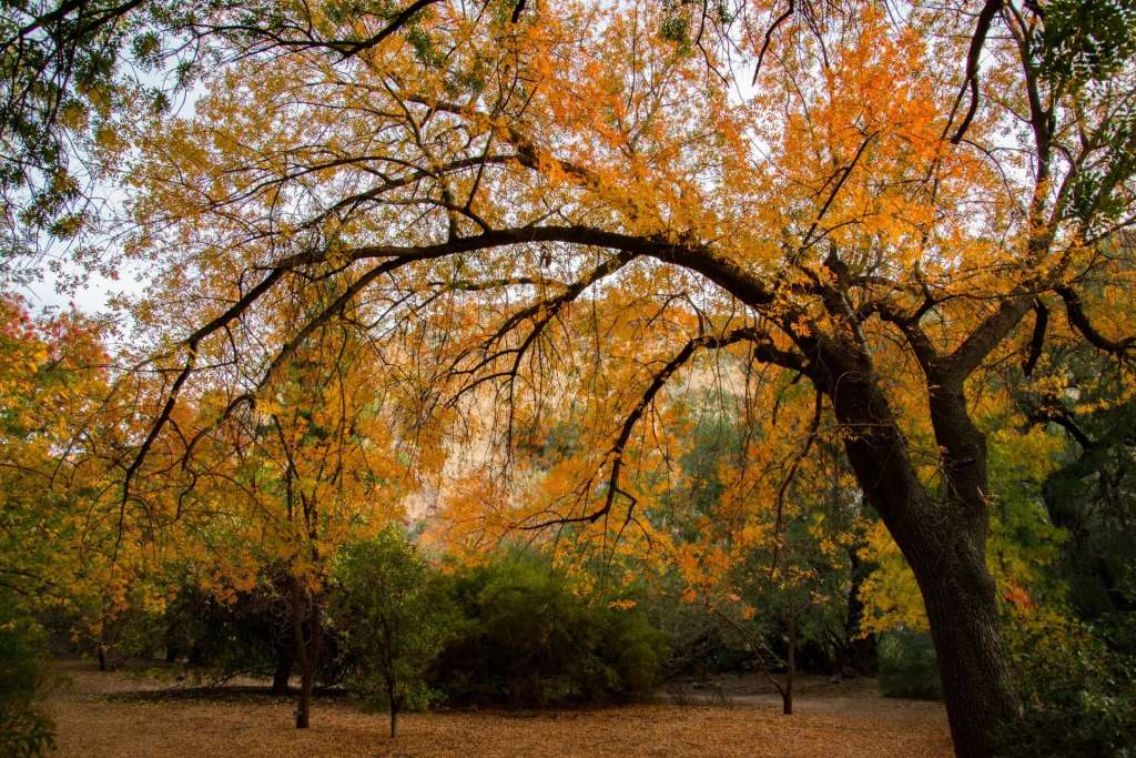 6 Best Forests in Arizona for a Weekend Getaway | UrbanMatter Phoenix