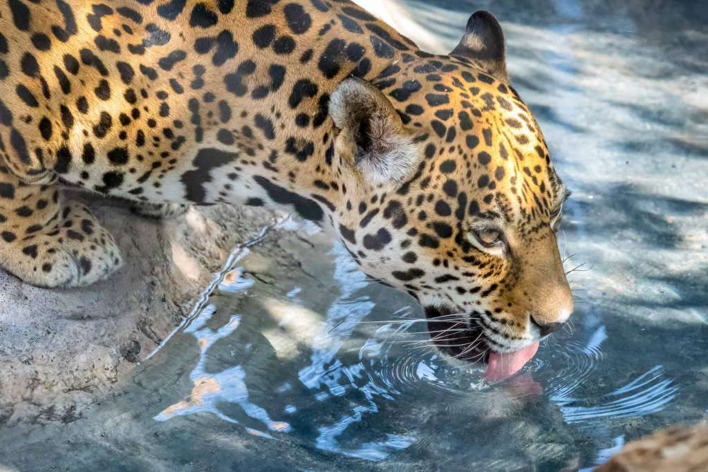 5 Memorable Things to Do at the Phoenix Zoo | UrbanMatter Phoenix