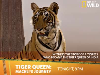 10 Tiger Movies and Documentaries to Watch Now That You’ve Finished ...