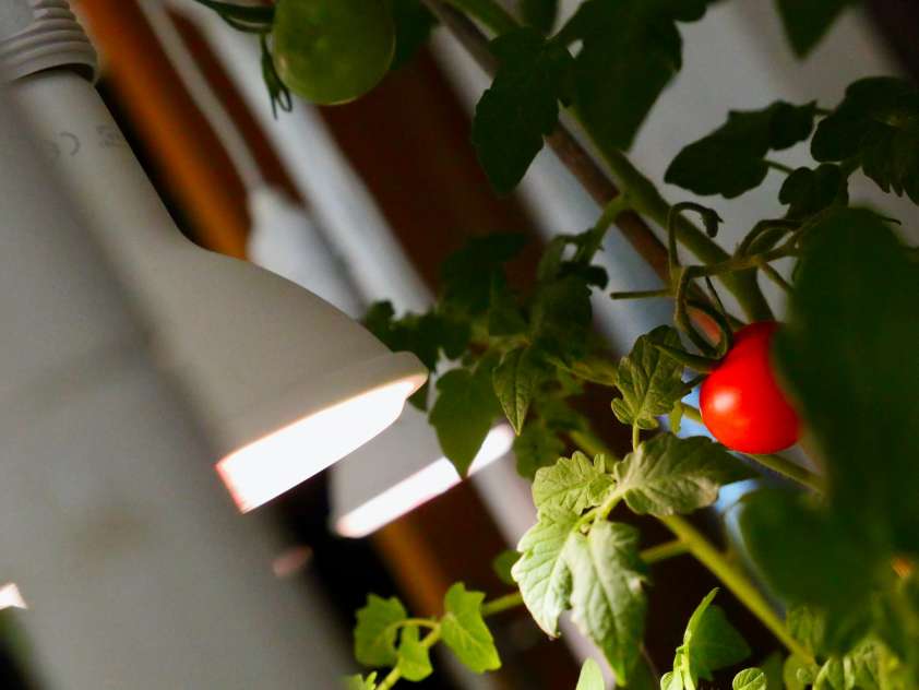 How to Grow Food in Your Home Garden - UrbanMatter
