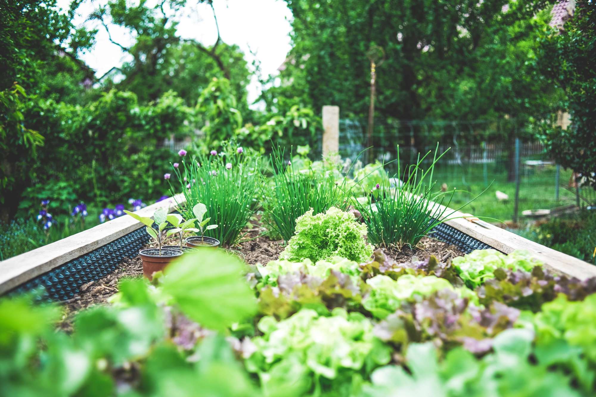 How to Grow Food in Your Home Garden - UrbanMatter