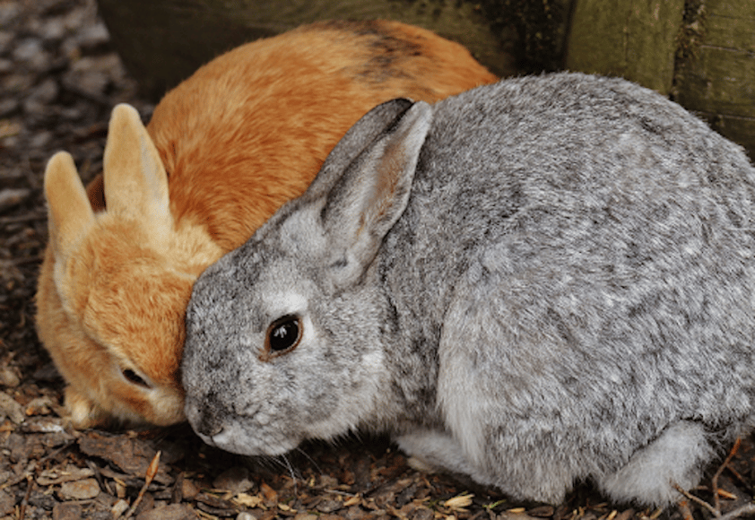 What You Need to Take Care of Your Rabbit - UrbanMatter