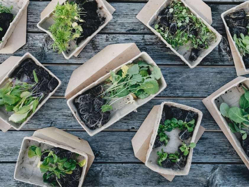 Biodegradable vs. Compostable Plastics: The Difference - UrbanMatter