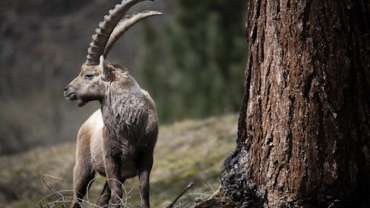 5 Best Places for Hunting in Europe - UrbanMatter