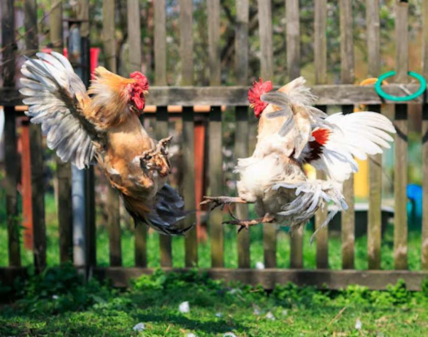 Online Philippine Sabong Games With Sabong International - UrbanMatter