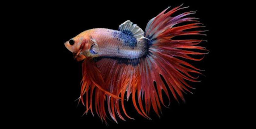 Red Betta Fish - A Guide On Patterns, Color, And More - UrbanMatter