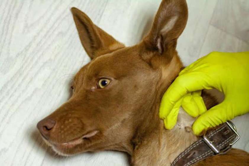 How To Remove Fleas From A Dog: Tips From Vet And Tech - UrbanMatter