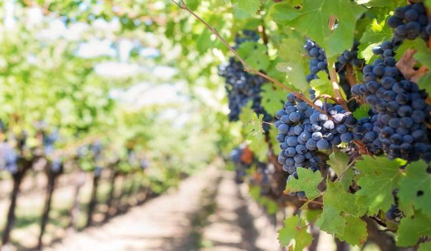 The History and Culture of Four of the World’s Wine Regions - UrbanMatter