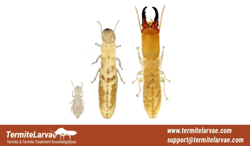 Termites in All Dimensions: A Journey into the World of Termite Size ...
