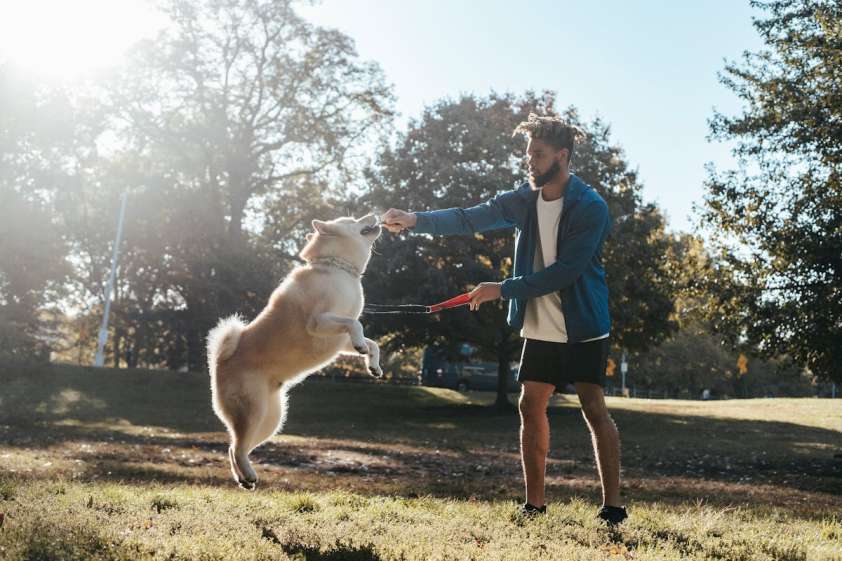 15 Ideas to Train Your Dog at Home - UrbanMatter